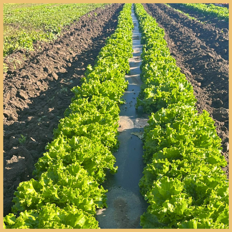 Monette Produce - Monette Farms Together we Create More
